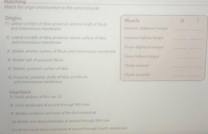 Solved Marching Match the origin and insertion to the | Chegg.com