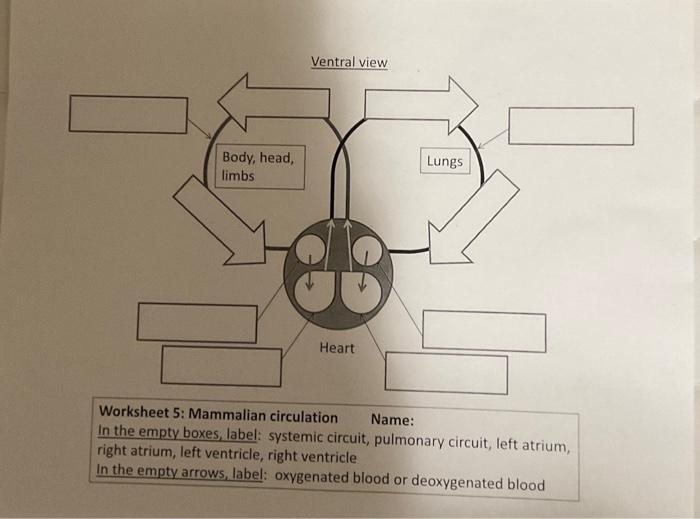 Solved Worksheet 5: Mammalian circulation Name: In the empty | Chegg.com
