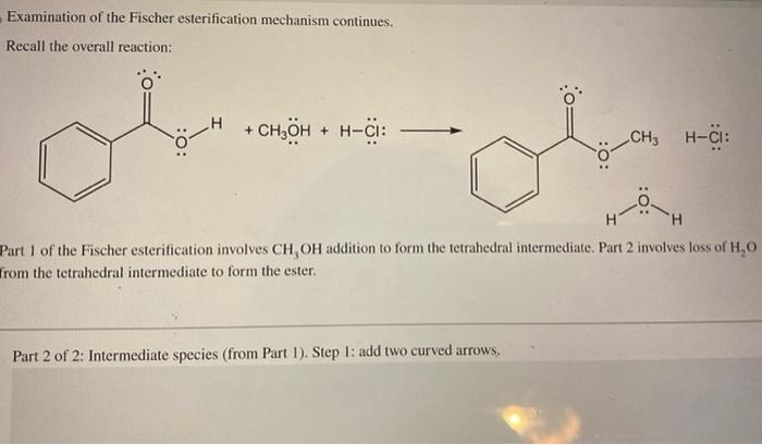 Solved Examination of the Fischer esterification mechanism | Chegg.com
