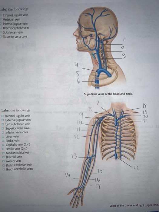 Solved Label the following: External jugular vein 1 | Chegg.com
