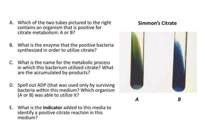 Solved Which of the two tubes pictured to the right contains | Chegg.com