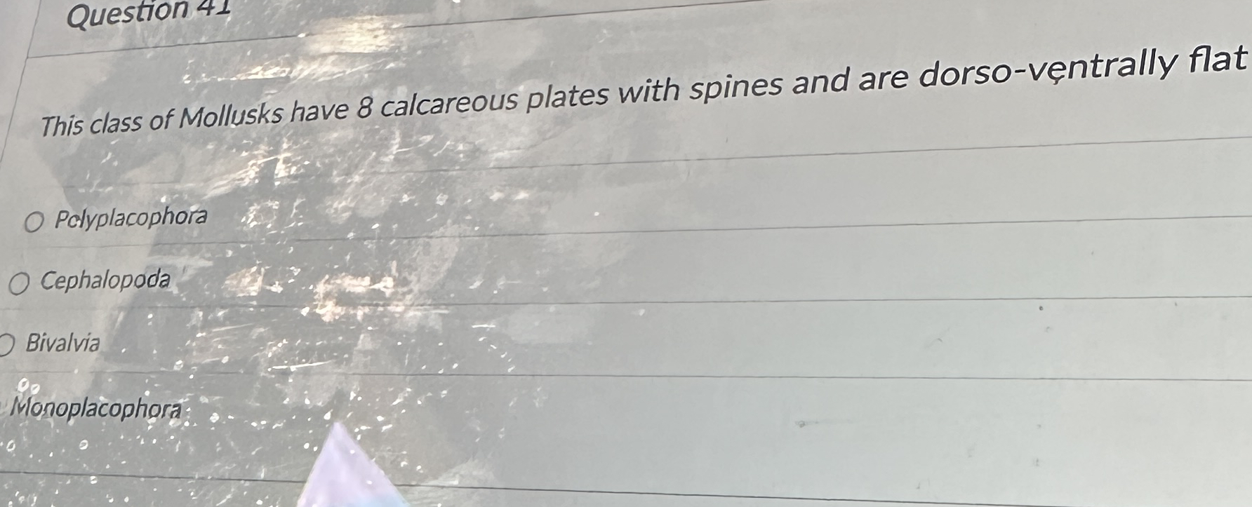 Solved Question 41This class of Mollusks have 8 ﻿calcareous | Chegg.com