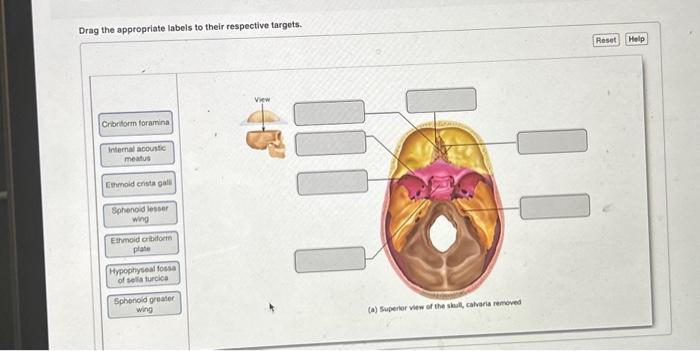 Solved Drag the appropriate labels to their respective | Chegg.com