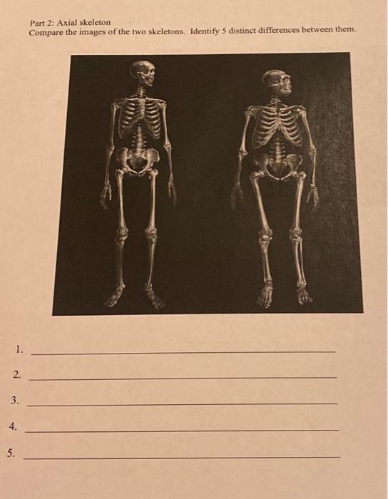 Part 2: Axial skeleton Compare the images of the two | Chegg.com