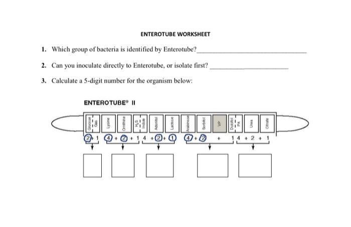 Solved ENTEROTUBE WORKSHEET 1. Which group of bacteria is | Chegg.com