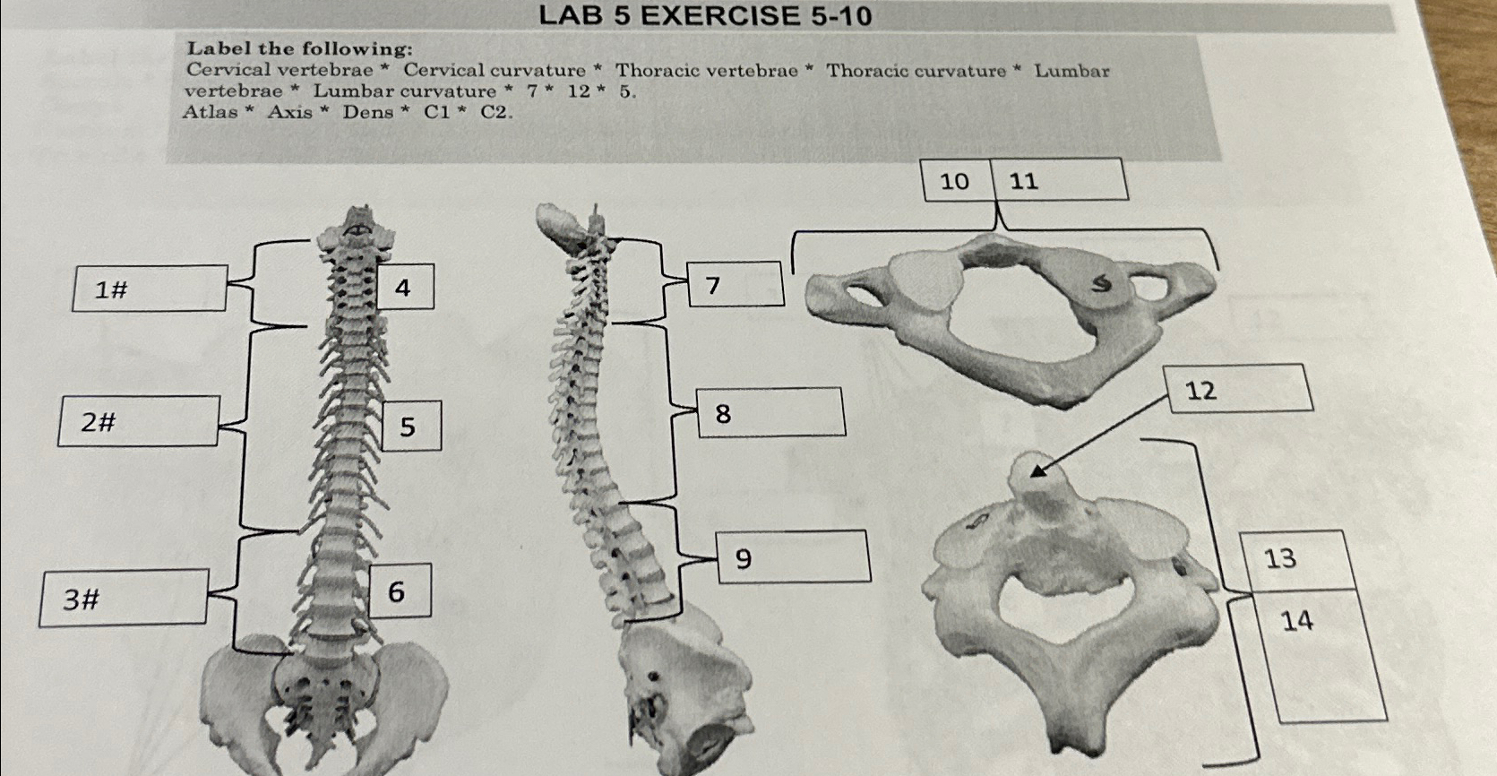 Solved LAB 5 ﻿EXERCISE 5-10Label the following:Cervical | Chegg.com