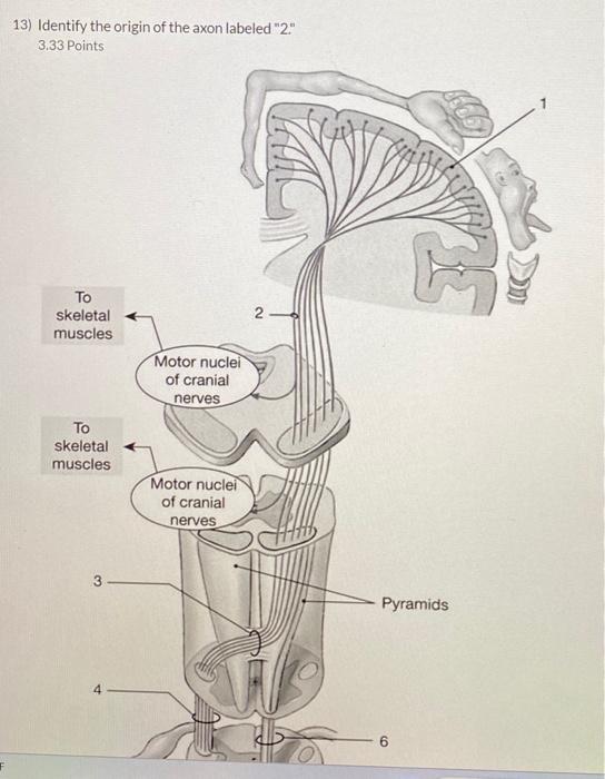 Solved 12) What occurs in this neural pathway at label " 3 | Chegg.com