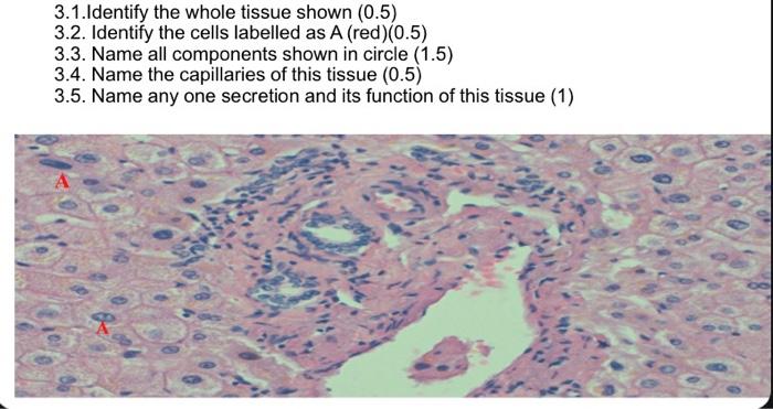 Solved 3.1.Identify the whole tissue shown (0.5) 3.2. | Chegg.com