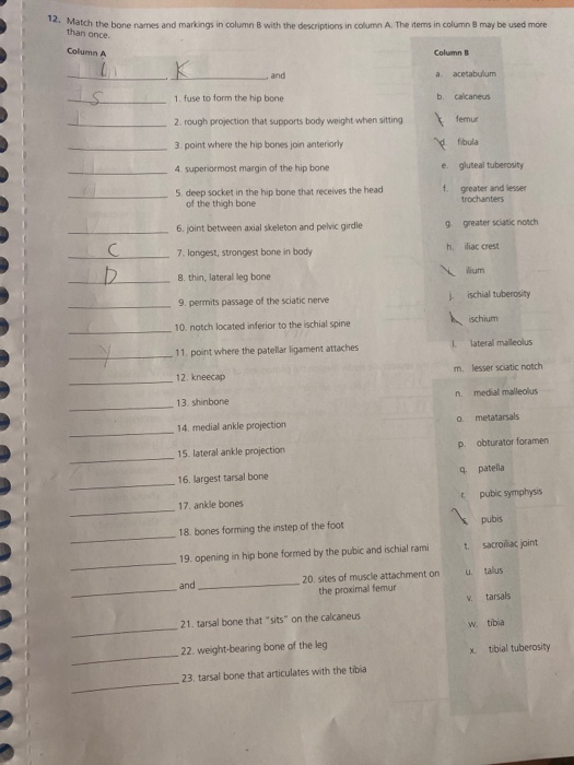 Solved 12. Mate Match the bone names and markings in column | Chegg.com