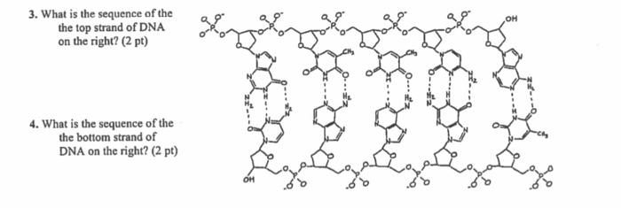 Solved 3. What is the sequence of the the top strand of DNA | Chegg.com
