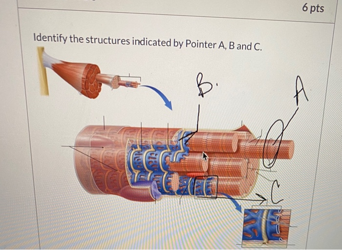 Solved 6 pts Identify the structures indicated by Pointer A, | Chegg.com