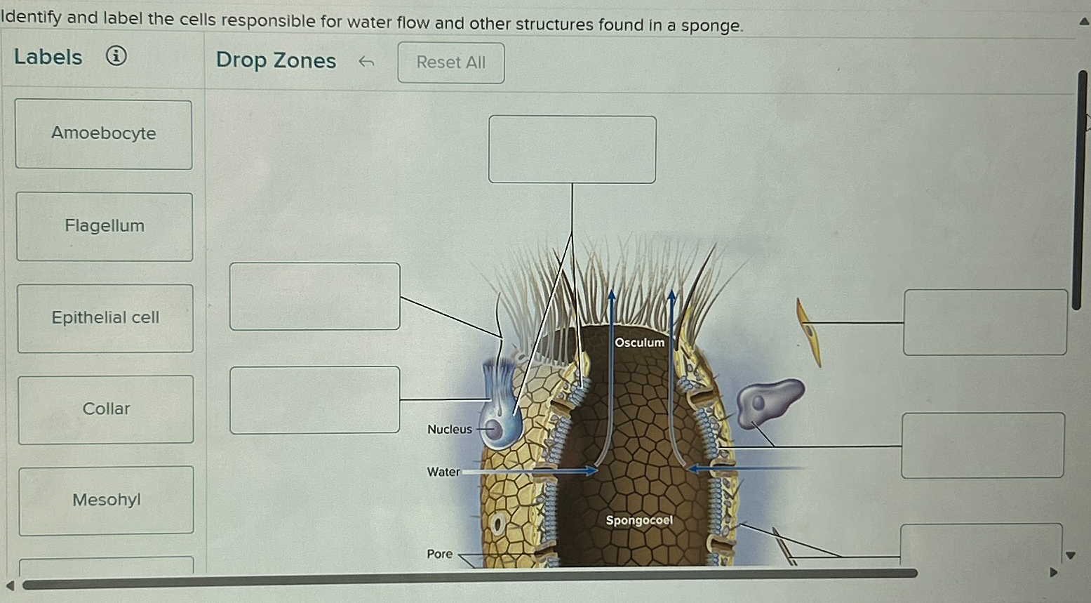 Solved Identify and label the cells responsible for water | Chegg.com