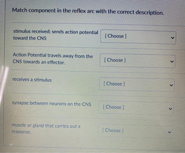 Solved Match component in the reflex arc with the correct | Chegg.com