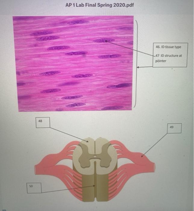 Solved AP 1 Lab Final Spring 2020.pdf 46. ID tissue type -47 | Chegg.com Solved AP 1 Lab Final Spring 2020.pdf 46. ID tissue type -47 | Chegg.com