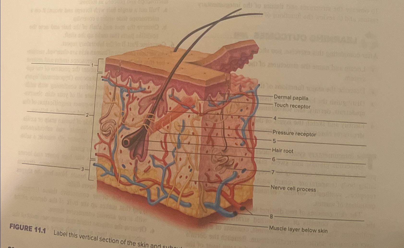 Solved FIGURE 11.1 ﻿Label this vertical section of the skin | Chegg.com