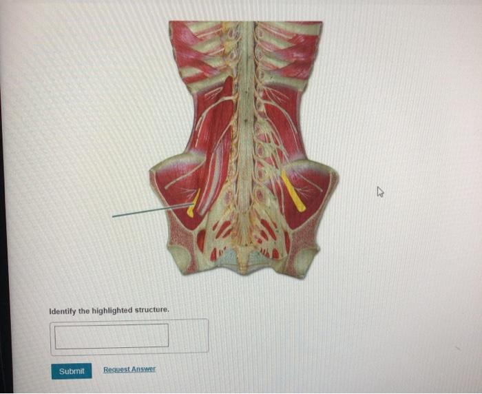 Solved W Identify the highlighted structure. Submit Request | Chegg.com