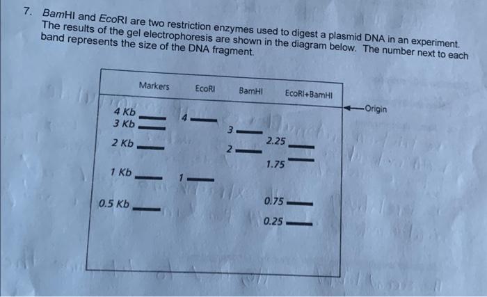 Solved 7. BamHl and EcoRI are two restriction enzymes used | Chegg.com