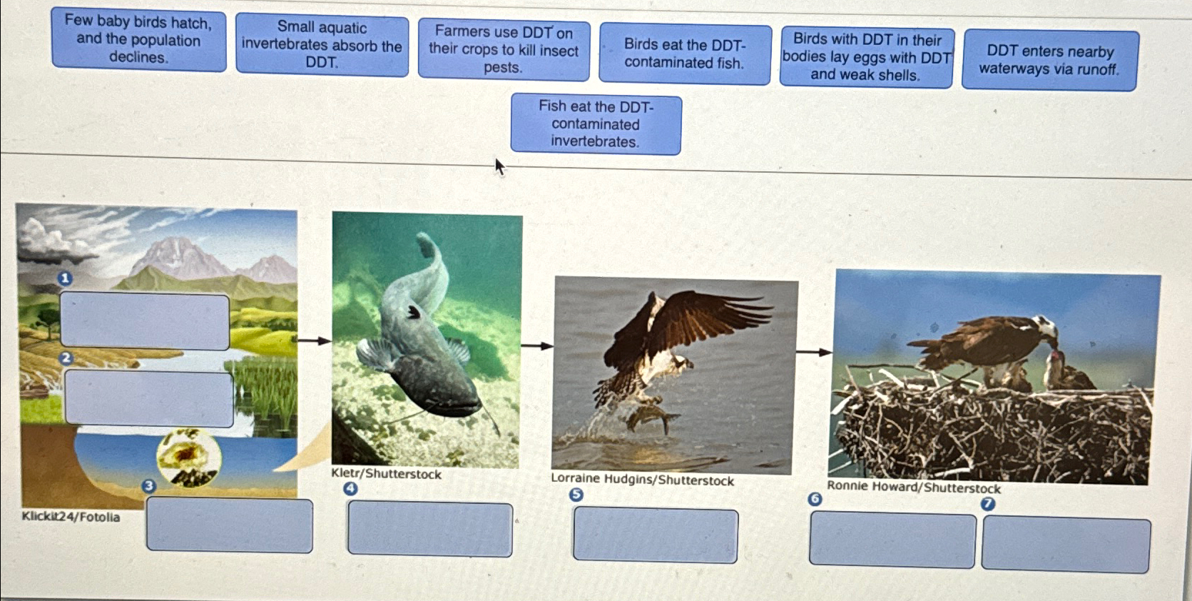 Solved Few baby birds hatch, and the population | Chegg.com