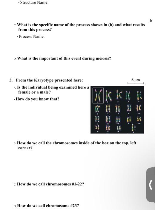 1. Label the following diagram with the phase of | Chegg.com
