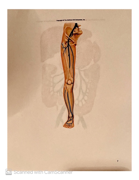 Solved 2. Label the major blood vessels. 2 CS Scanned with | Chegg.com