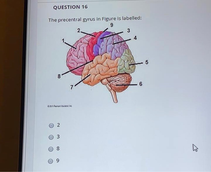 Solved QUESTION 16 The precentral gyrus in Figure is | Chegg.com