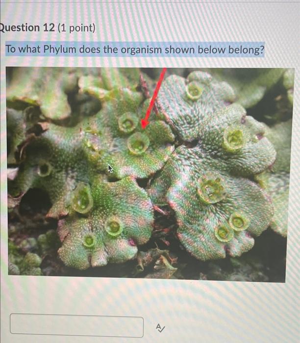 Solved To what Phylum does the organism shown below belong? | Chegg.com