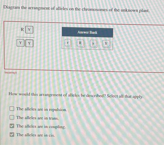 Solved Colored aleurone in the kernels of corn is due to the | Chegg.com