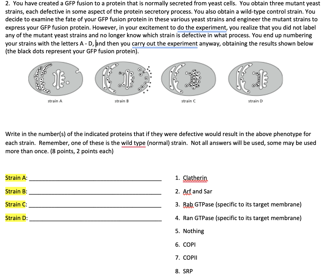 Solved You have created a GFP fusion to a protein that is | Chegg.com