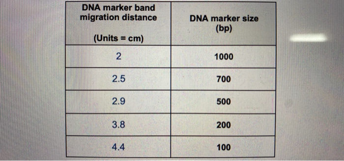 Solved II. Creating a DNA marker standard curve For your DNA | Chegg.com