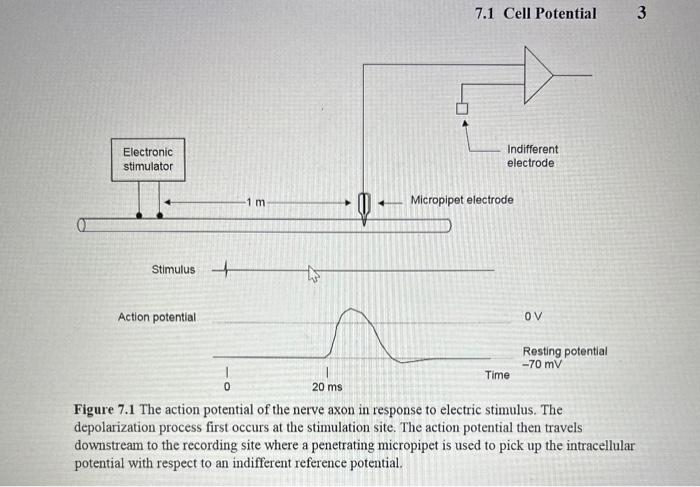 Solved depolarization process first occurs at the | Chegg.com