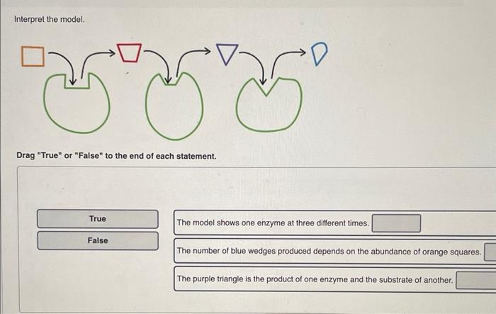 Solved Interpret the model. Drag "True" or "False" to the | Chegg.com