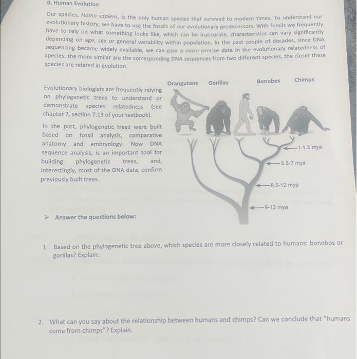 Solved B. Human Evolution Our species, Homo sapiens, is the | Chegg.com