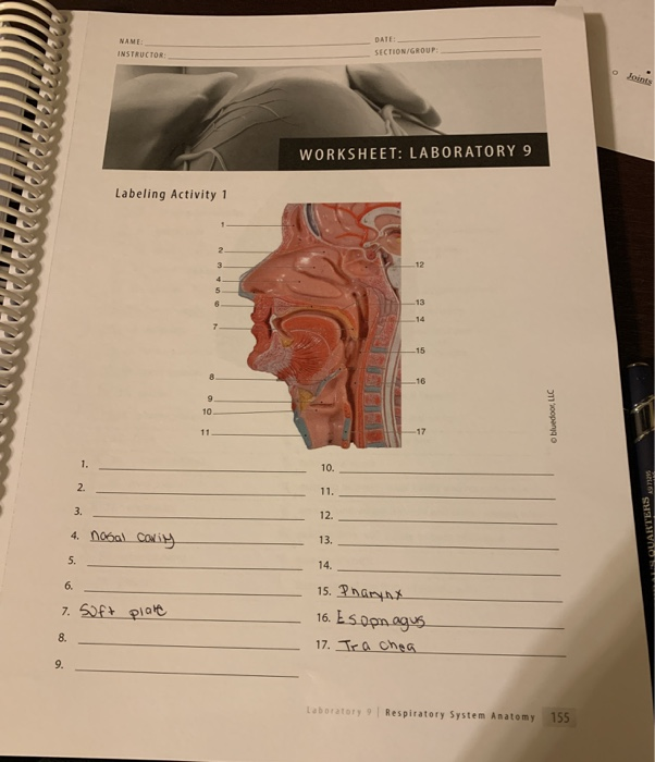 Solved NAME INSTRUCTOR DATE: SECTION/GROUP Joints WORKSHEET: | Chegg.com