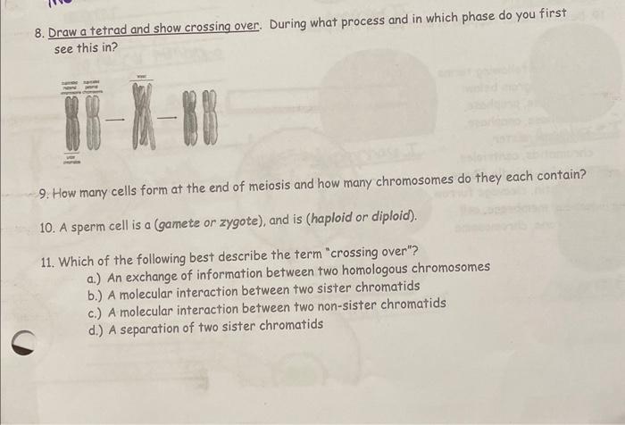 Solved 8. Draw a tetrad and show crossing over. During what | Chegg.com