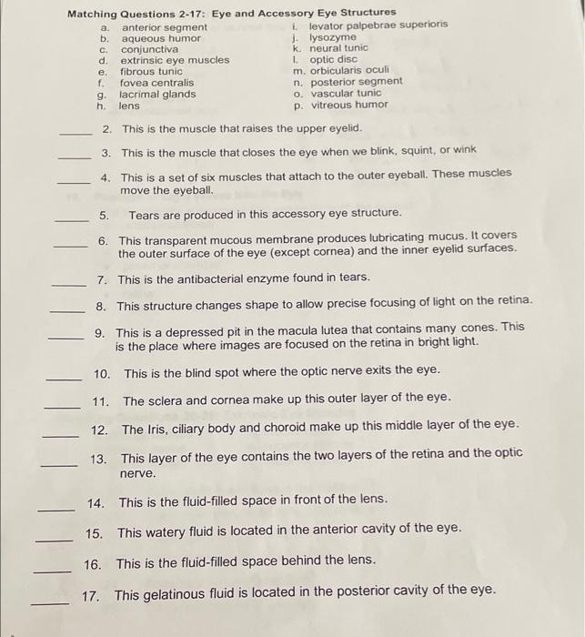 Solved OUD Matching Questions 2-17: Eye and Accessory Eye | Chegg.com