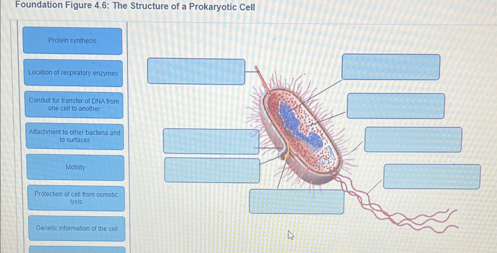 Solved Foundation Figure 4.6: The Structure of a Prokaryotic | Chegg.com