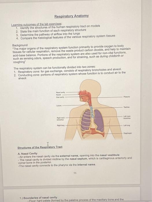 Solved Respiratory Anatomy Learning outcomes of the lab | Chegg.com