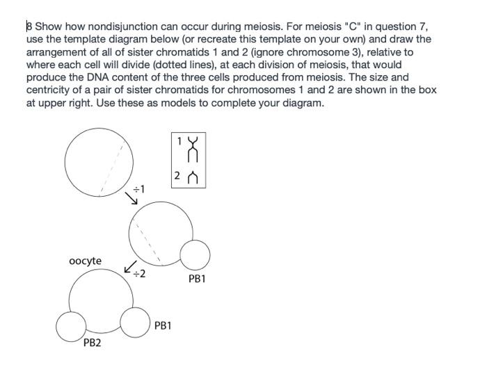 Solved B Show how nondisjunction can occur during meiosis. | Chegg.com
