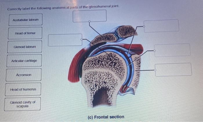 Solved Correctly label the following anatomical parts of the | Chegg.com