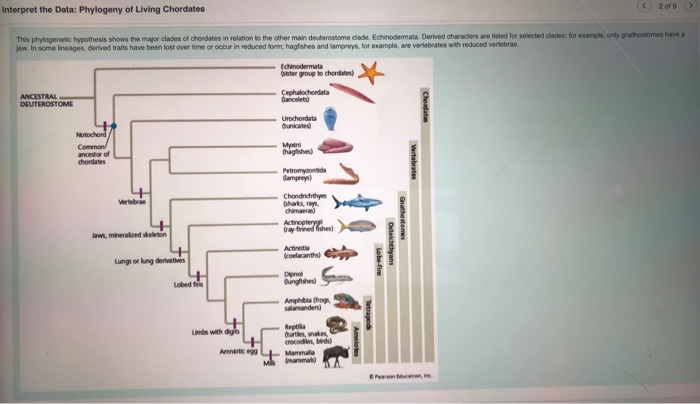 Solved Interpret the Data: Phylogeny of Living Chordates ( | Chegg.com