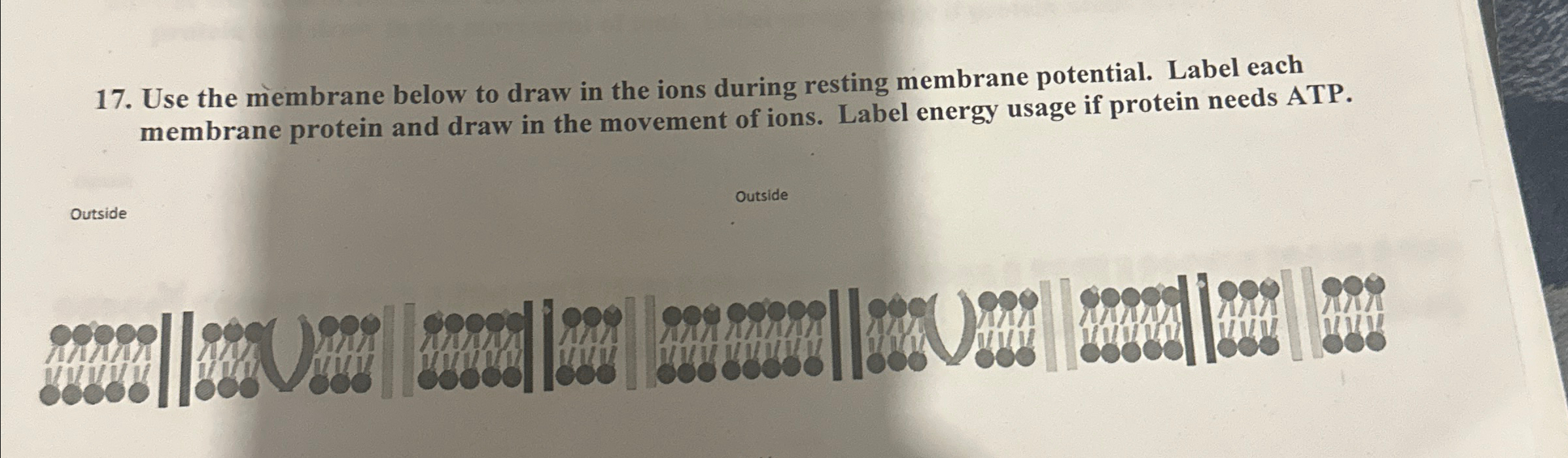 Solved Use the membrane below to draw in the ions during | Chegg.com