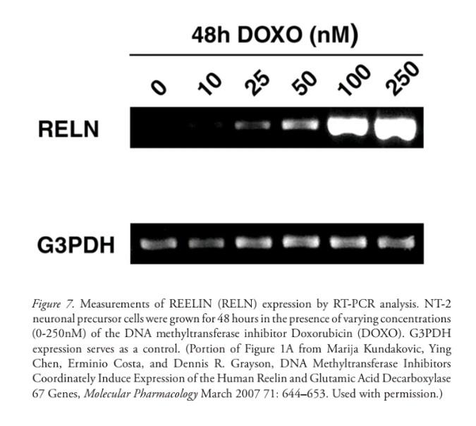 Solved 1. What is the role of reelin in the brain? According | Chegg.com
