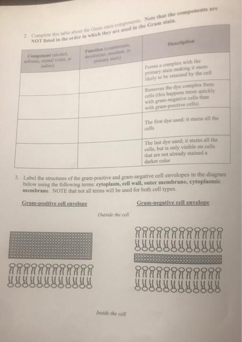 Solved WORKSHEET EXERCISE 6: THE GRAM STAIN Name In the | Chegg.com