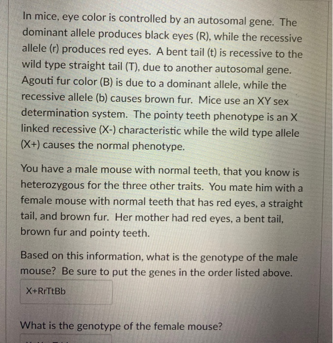 In mice, eye color is controlled by an autosomal | Chegg.com