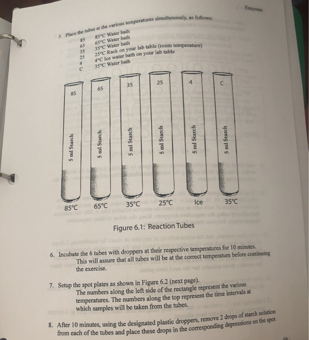 Solved this a enzyme lab about the effect of temperature on | Chegg.com