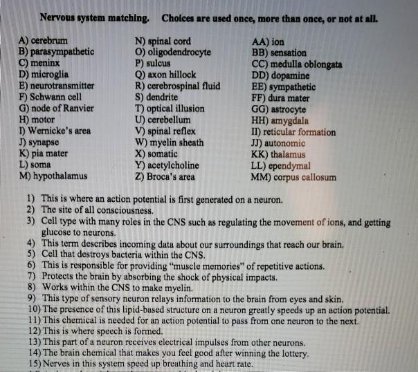 Solved Nervous system matching. Choices are used once, more | Chegg.com