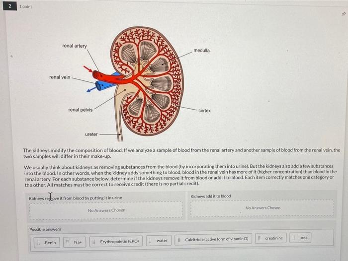 Solved 2 1 point renal artery medulla renal vein renal | Chegg.com