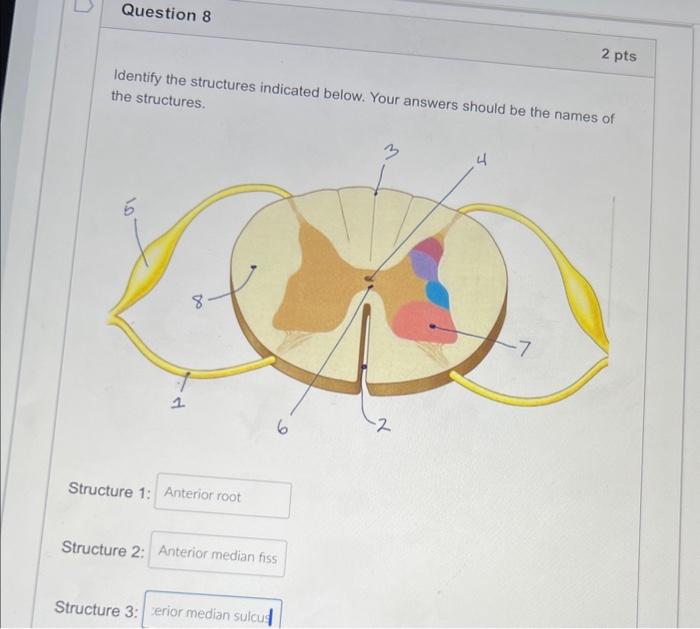 Solved Identify the structures indicated below. Your answers | Chegg.com