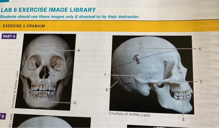 Solved EXERCISE 1 CRANIUM Work in a small group or alone to | Chegg.com Solved EXERCISE 1 CRANIUM Work in a small group or alone to | Chegg.com