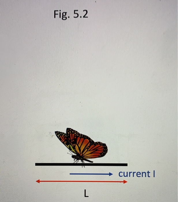 Solved Question 6 A butterfly is perched on a horizontal | Chegg.com